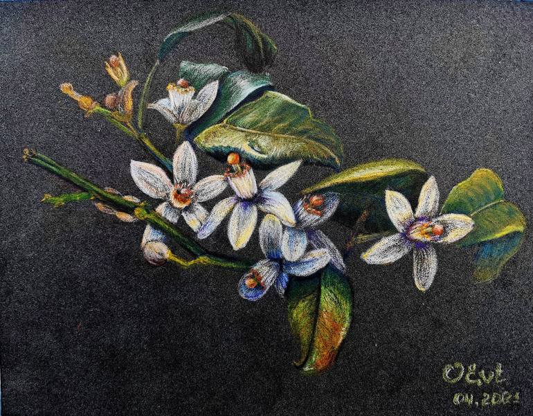 Orange blossom. Plein Air. Original pencil drawing, gift art, small ...