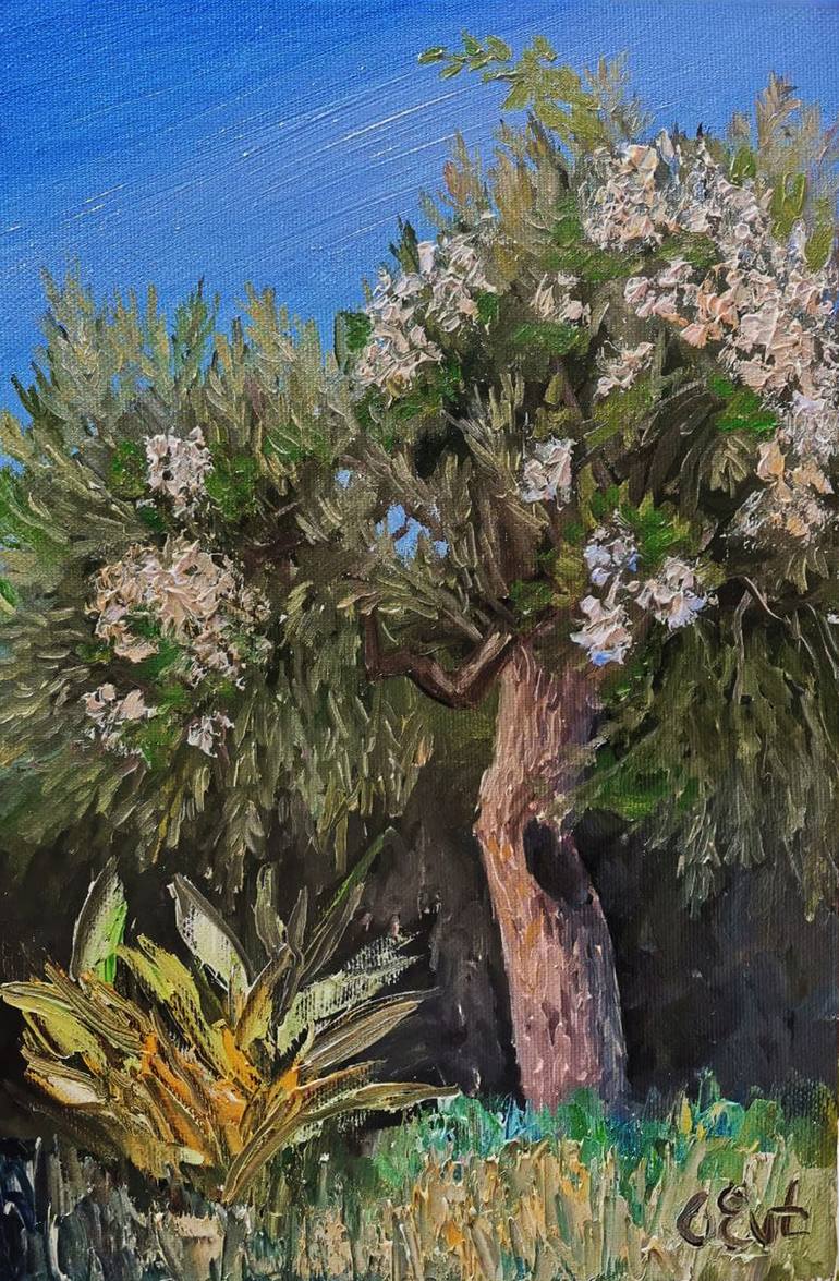 Olive in the arms of blooming bougainvillea. Plein-air. Landscape ...