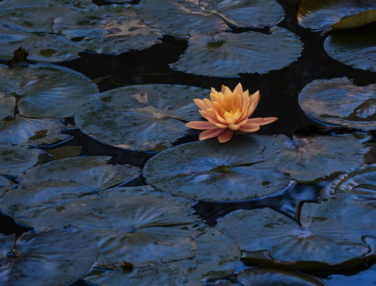 Vietnamese Pond Photography by Steve Murray | Saatchi Art