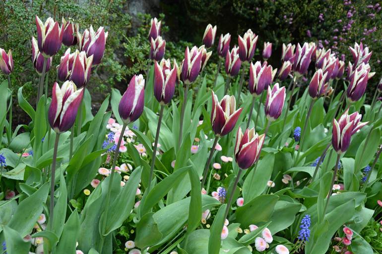 Slanted Purple Tulips Photography by Mark Swiecki | Saatchi Art