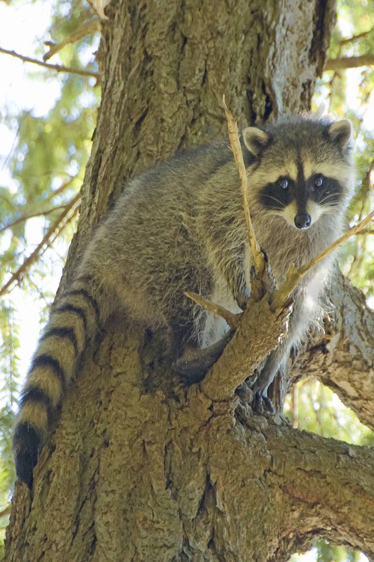 Raccoon in Tree Photography by Mark Swiecki | Saatchi Art