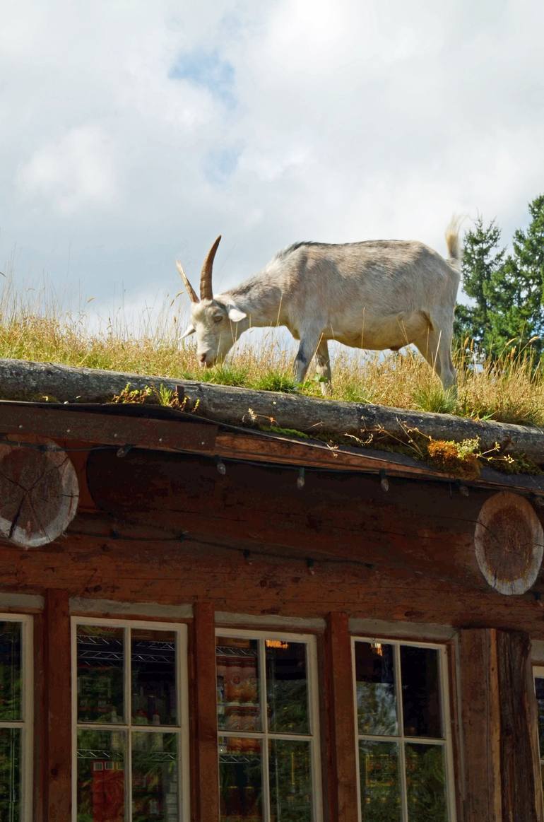 Goat On The Roof Photography by Mark Swiecki | Saatchi Art