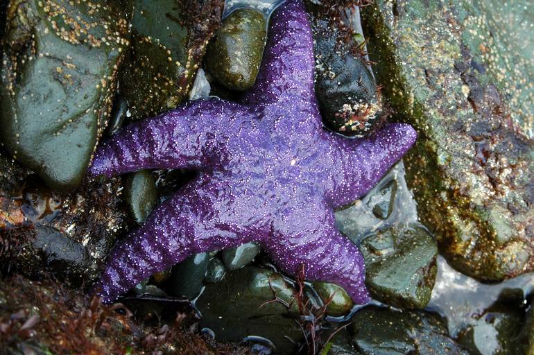 Purple Starfish Photography by Mark Swiecki | Saatchi Art