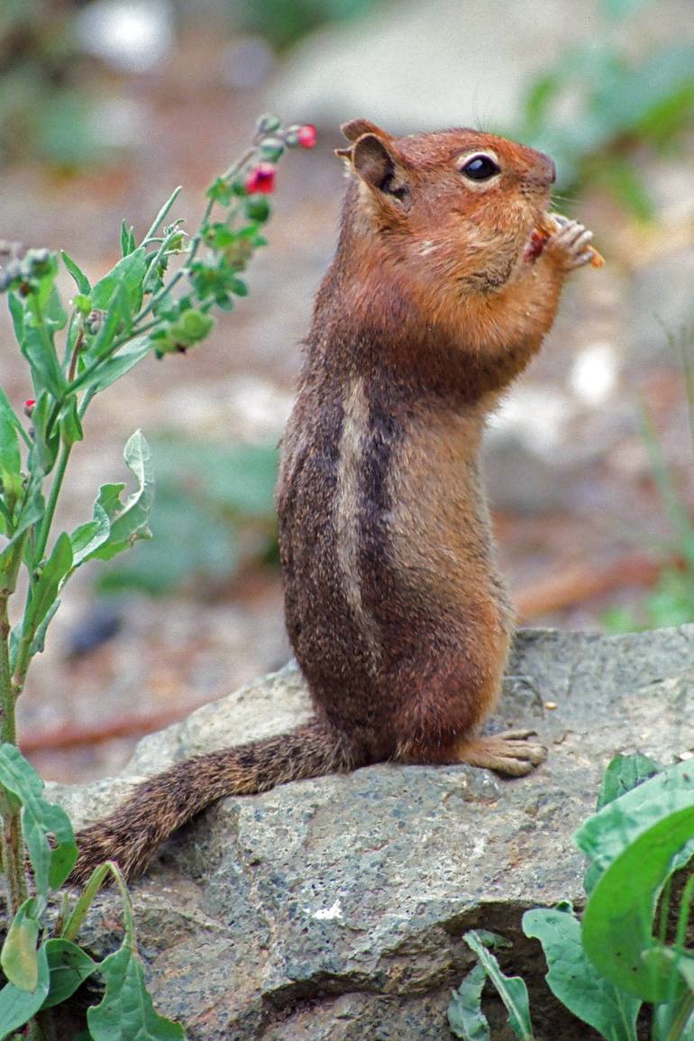 Chipmunk Eating a Carrot Photography by Mark Swiecki | Saatchi Art