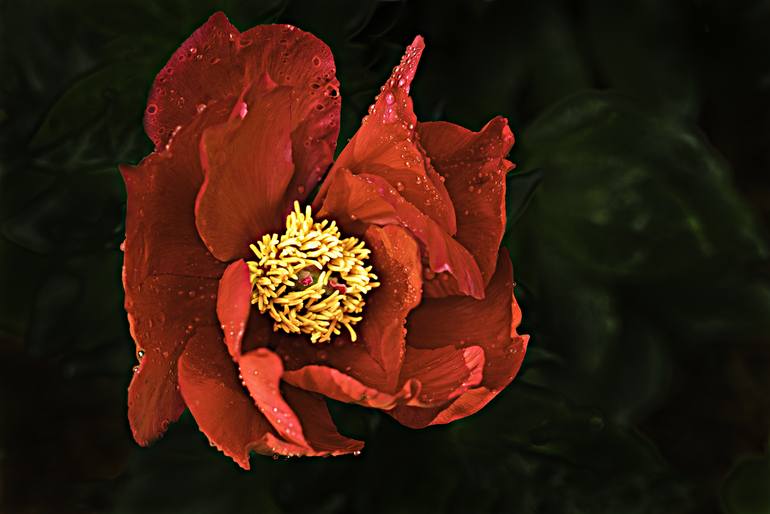 A Look Photography by Sharron Mack | Saatchi Art