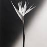 Bird of Paradise Photography by V Tony Hauser | Saatchi Art