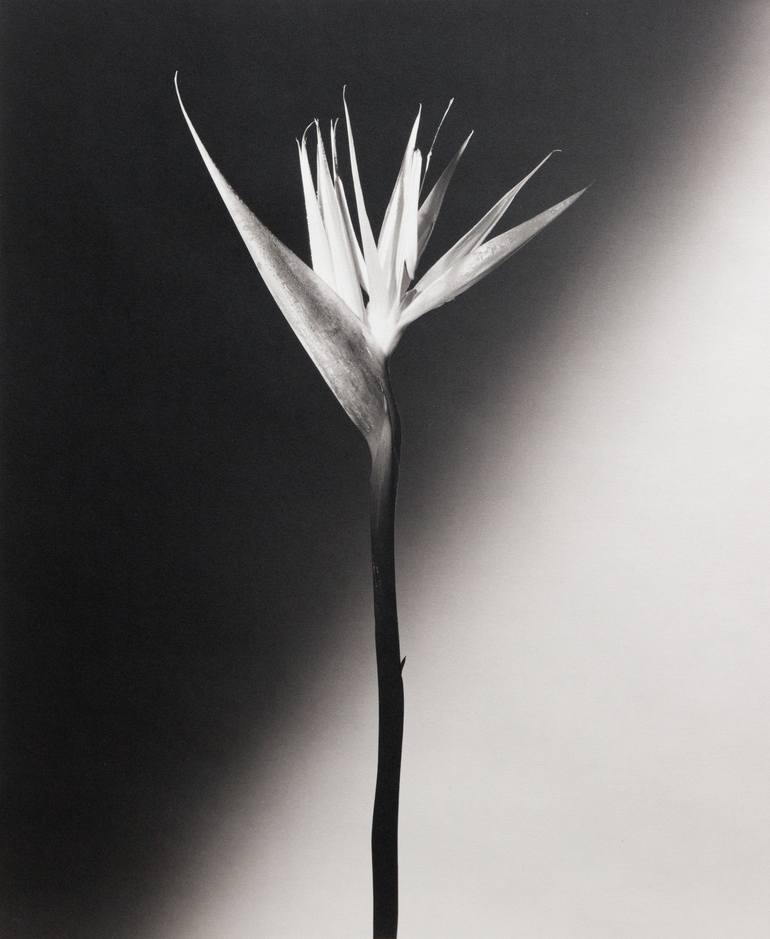 Bird of Paradise Photography by V Tony Hauser | Saatchi Art