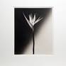 Bird of Paradise Photography by V Tony Hauser | Saatchi Art
