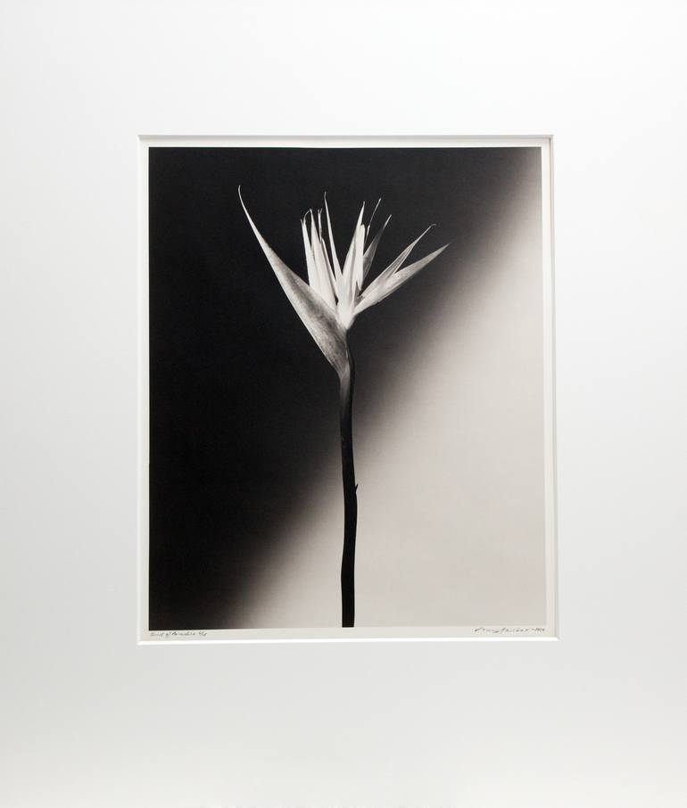 Bird of Paradise Photography by V Tony Hauser | Saatchi Art
