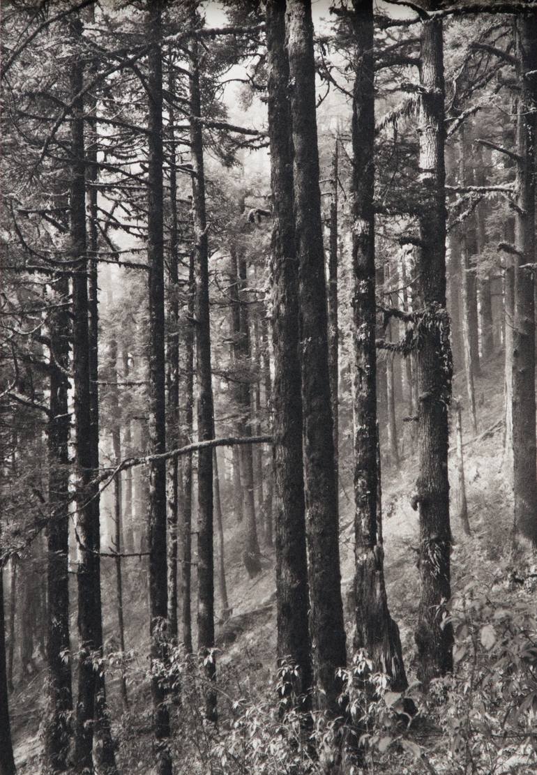 Cloud Forest, Nepal Photography by V Tony Hauser | Saatchi Art