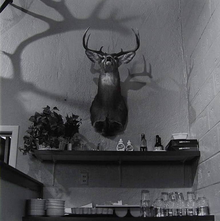 Foster's Bighorn Photography by Erica Botkin | Saatchi Art