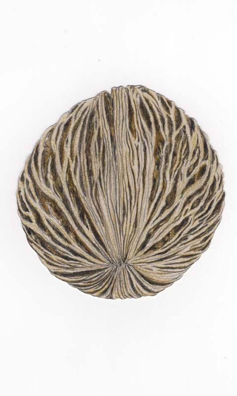 Palm nut Drawing by sin mui chong-martin | Saatchi Art