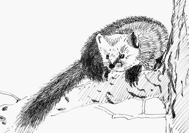 Marten Drawing by Marina Dyatlova | Saatchi Art