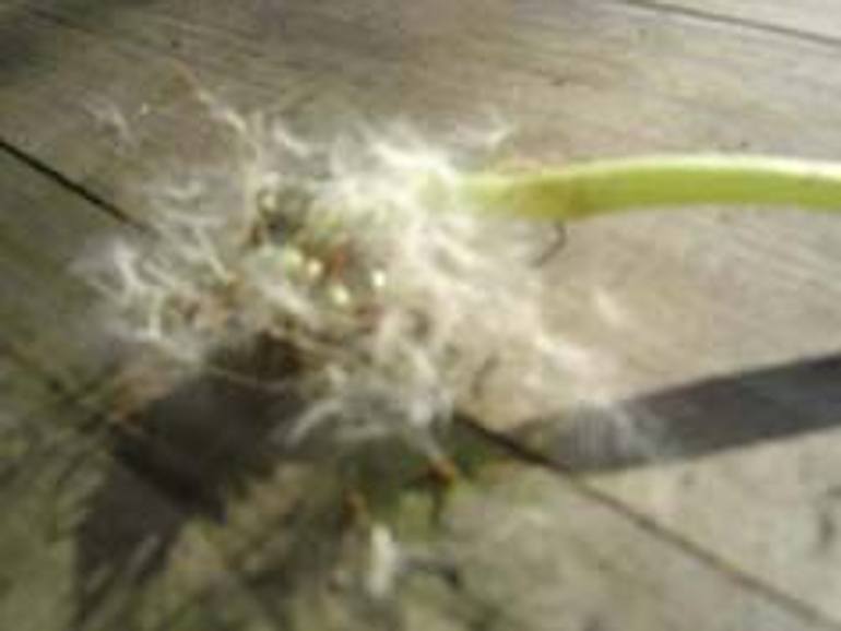 3 Fragile Aspirations Photography by Rosalind A. Pearce | Saatchi Art