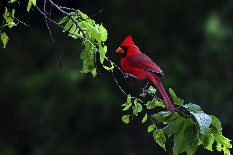 Red Bird Photography by Terry McGraw | Saatchi Art