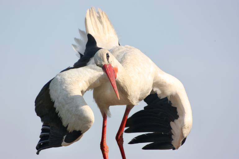 Funny stork face - Limited Edition of 10 Photography by Anna Mikhalenok ...