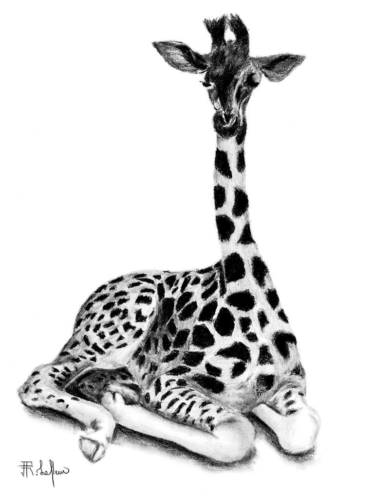 Giraffe in Repose Drawing by Ronel Lafleur | Saatchi Art