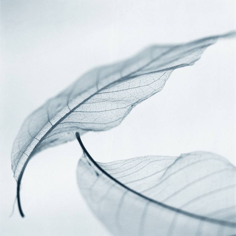 Translucent Leaves