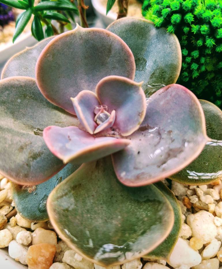 Soft Photography by A E Brewer | Saatchi Art