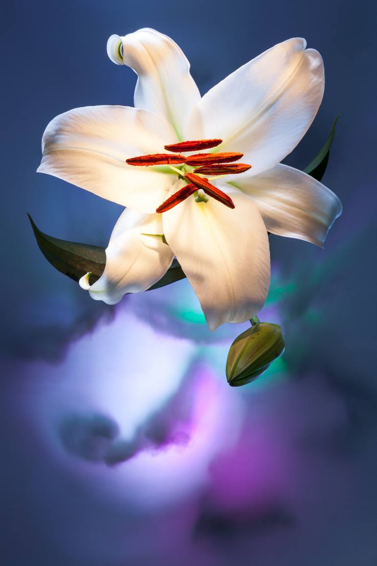 Prakriti Flower #10 (Framed) - Limited Edition of 1 Photography by ...