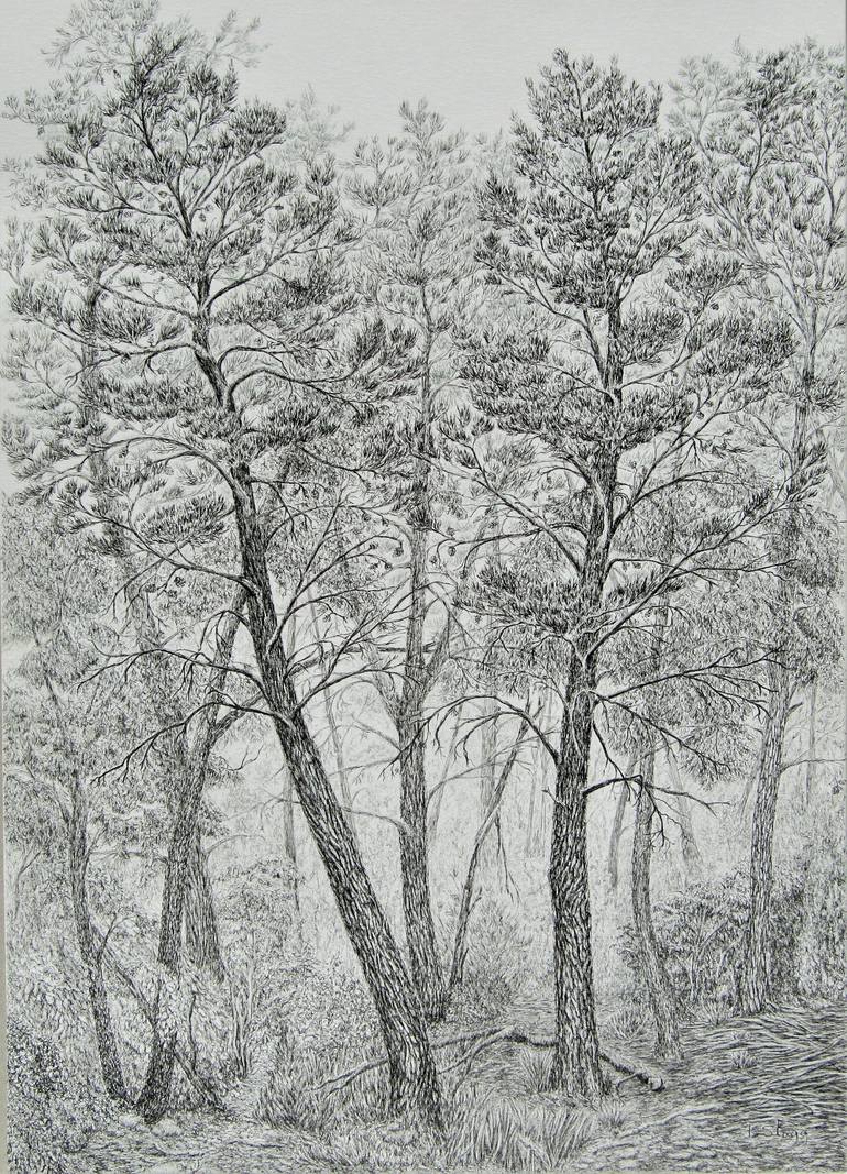 Oaks and Pines V Drawing by Isabelle Stagg | Saatchi Art