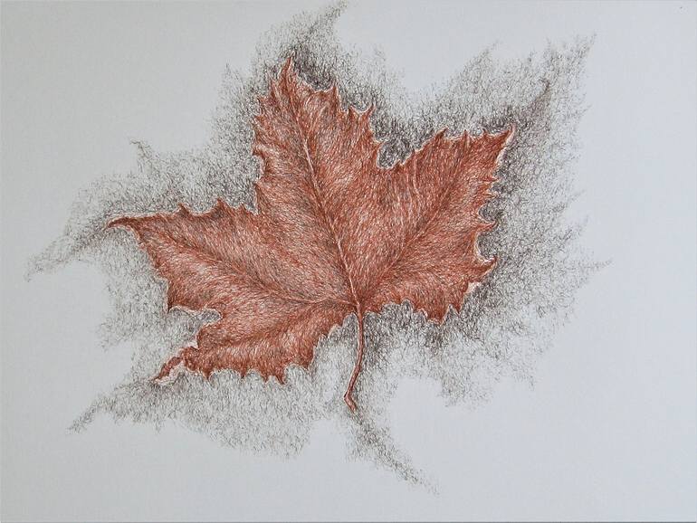 Leaf of a Plane tree Drawing by Isabelle Stagg | Saatchi Art