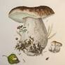 Botanical illustration. White mushroom Painting by Elena Maslova ...