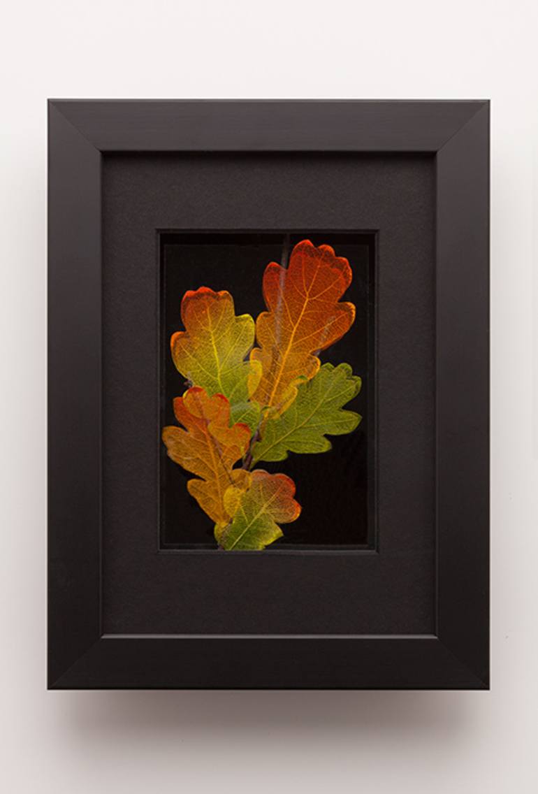 Leaf Lines 11x14 White Oak Leaf Shadowbox - Limited Edition of 200 ...