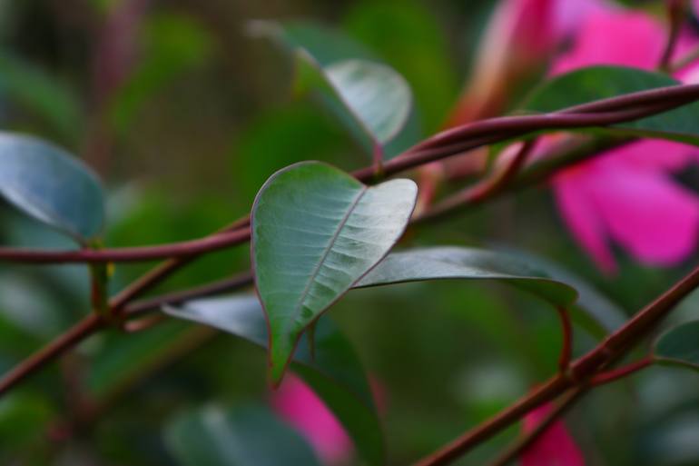 Winding Heart of Mine Photography by D Lynne Willett | Saatchi Art