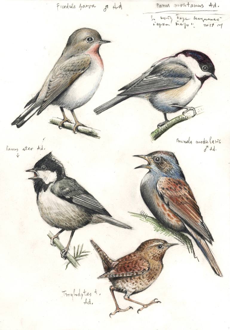 Bird species 133 Drawing by Javor Rašajski | Saatchi Art