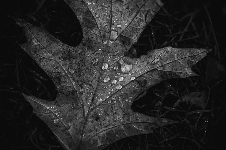 Crying Leaf - Limited Edition of 10 Photography by Claire Pulman ...