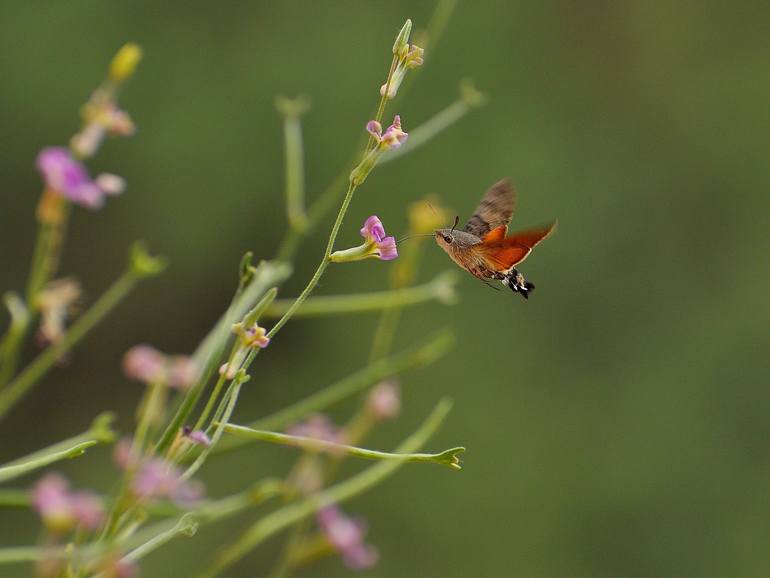 Sphingidae_2 Photography by Anton Carduus | Saatchi Art