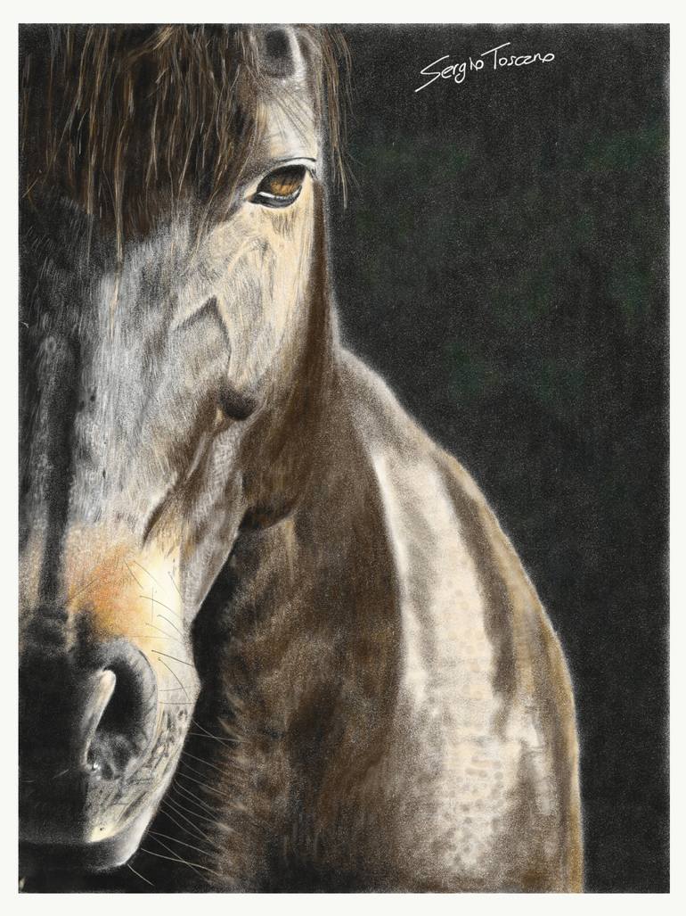 Horse portrait Drawing by Sergio Toscano | Saatchi Art