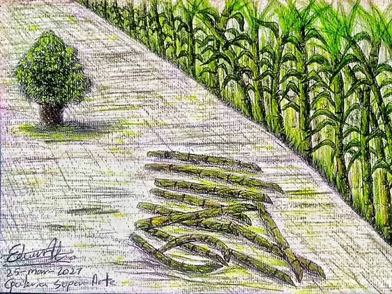 Sugar cane field Drawing by Liberart Arte que libera | Saatchi Art