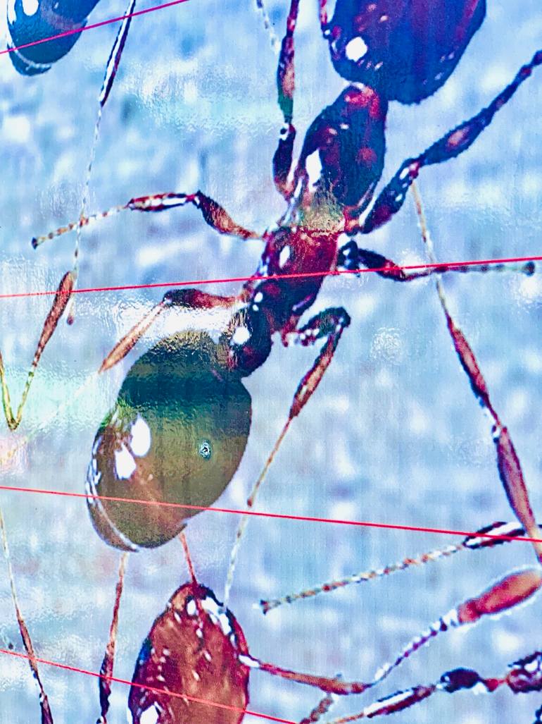 ATTACK OF THE GIANT ANTS - Limited Edition of 12 Photography by Guy ...