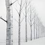 Row of Birch Trees in the Snow Painting by Christopher Shellhammer ...