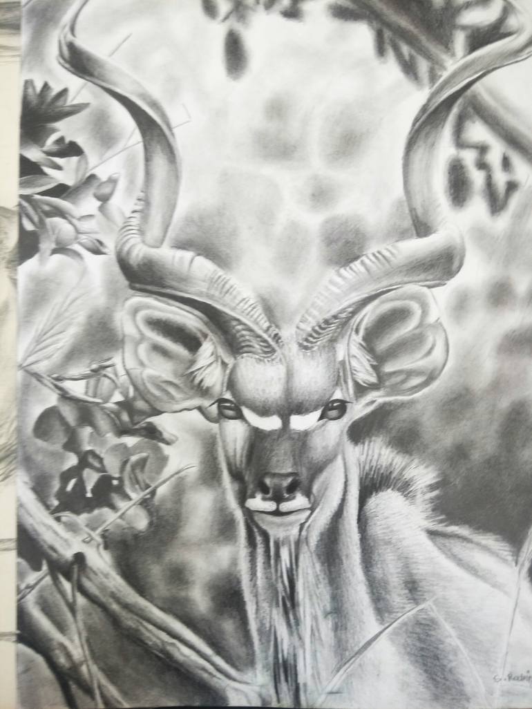 Kudu Drawing by Shane Rodrigues | Saatchi Art
