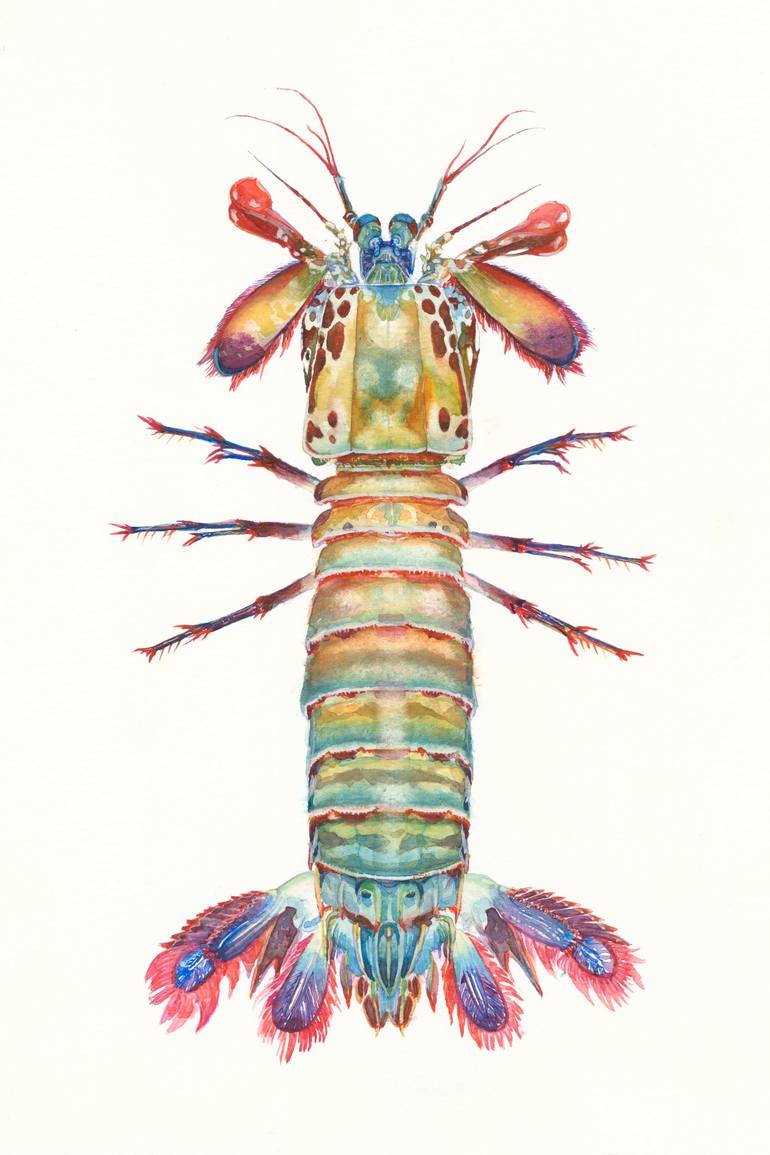 Mantis Shrimp Painting by Valentyn Orikhovskyi | Saatchi Art