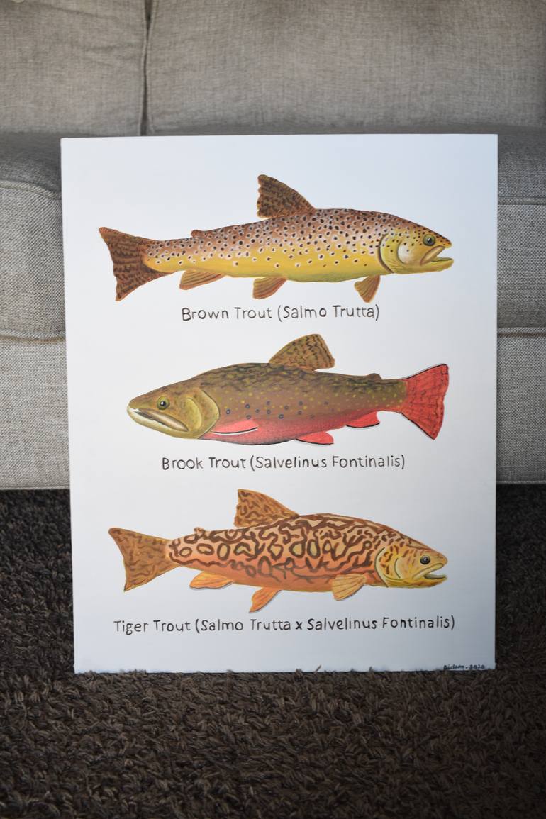 Hybrid Tiger Trout Painting by Brady Nielson | Saatchi Art