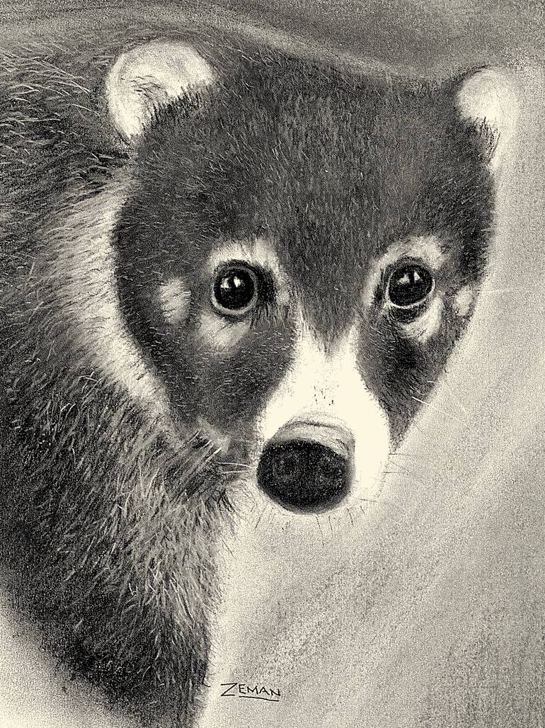 Coati Drawing by Ron Zeman | Saatchi Art