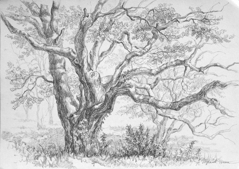 Southern oak Drawing by Andrey Shuvalov | Saatchi Art