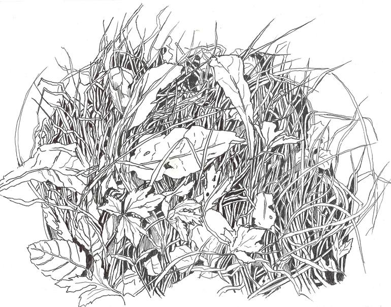 native grass Drawing by Victoria Agapova | Saatchi Art