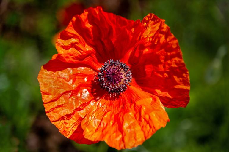 Poppy Flower Photography by Petras Paulauskas | Saatchi Art