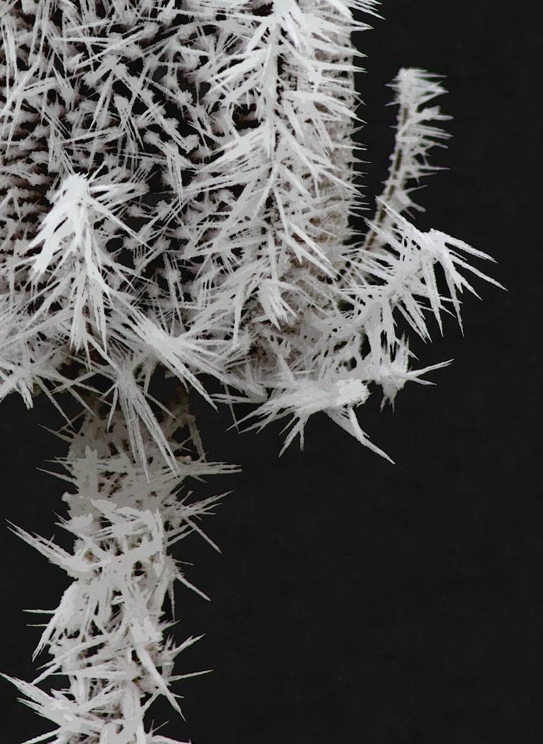 Spiked - Limited Edition of 15 Photography by DAVID LACEY | Saatchi Art