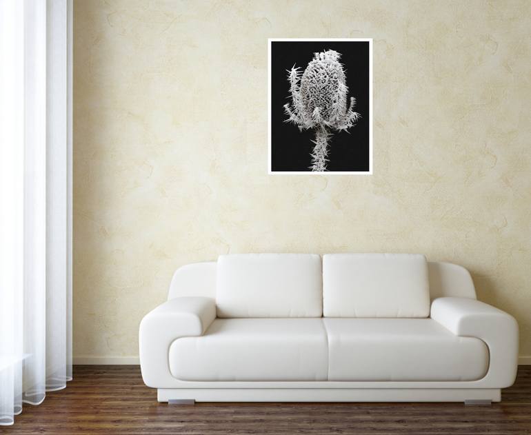 Spiked - Limited Edition of 15 Photography by DAVID LACEY | Saatchi Art