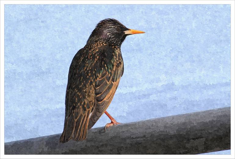 Starling - Limited Edition of 15 Photography by DAVID LACEY | Saatchi Art