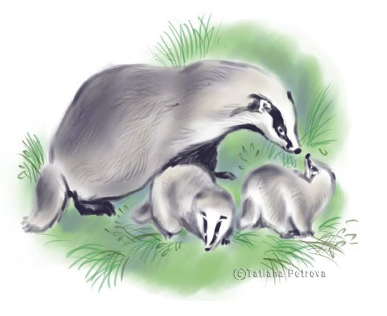 Badgers () Drawing by Tatiana Petrova | Saatchi Art