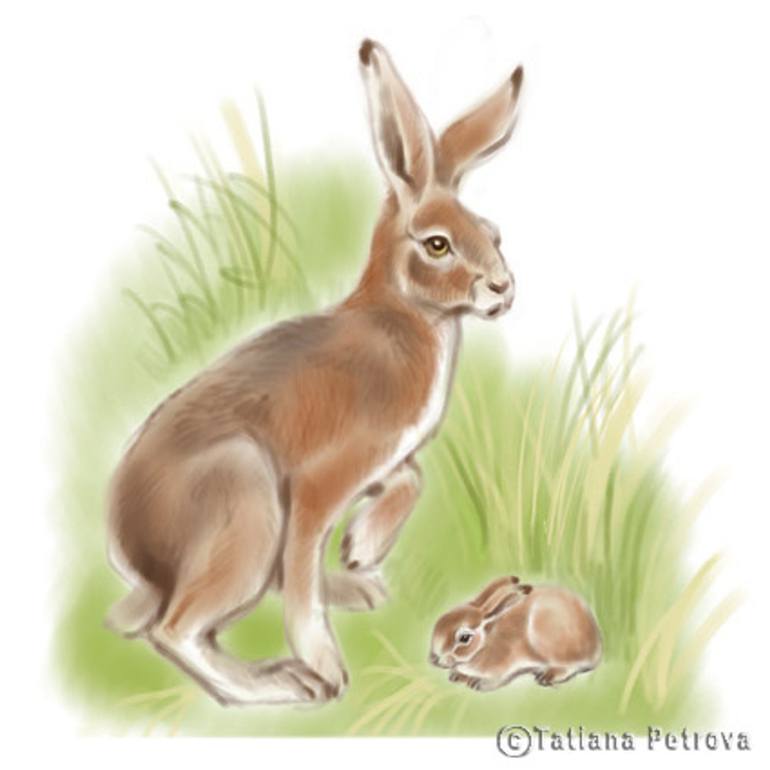 A Hare with a baby hare Drawing by Tatiana Petrova | Saatchi Art