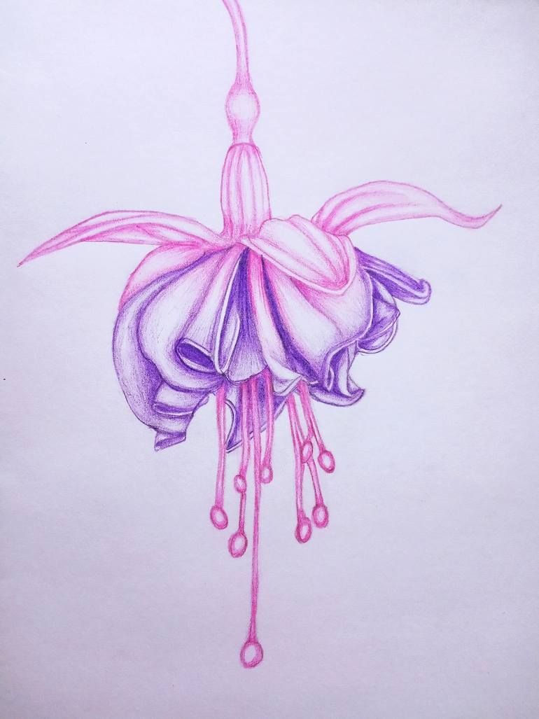 Two-tone Fuchsia Drawing by Sophia Milana | Saatchi Art