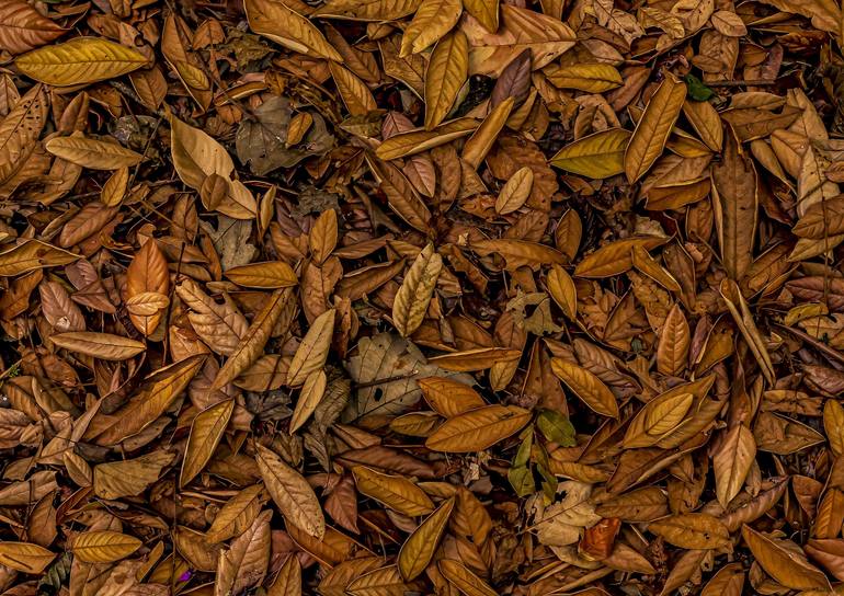 Hojas Secas Photography by Mexer Photography | Saatchi Art